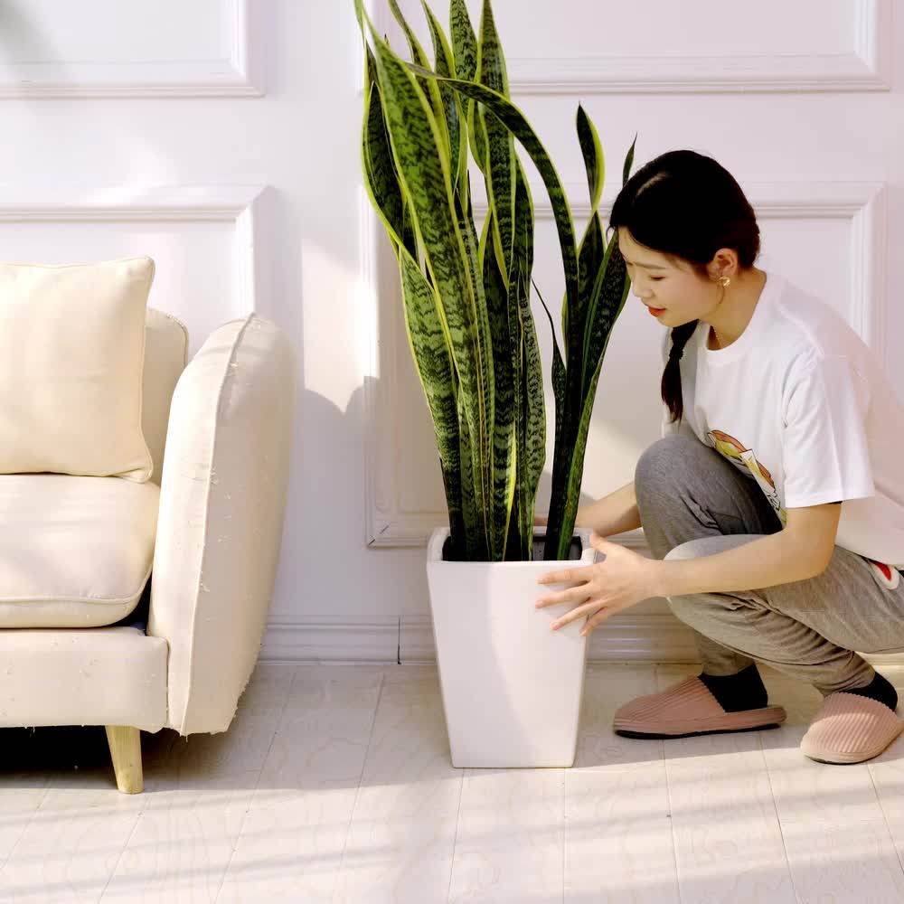 Plant Stand Removable Plant Trays Wooden Flower Stands 30cm Durable ...