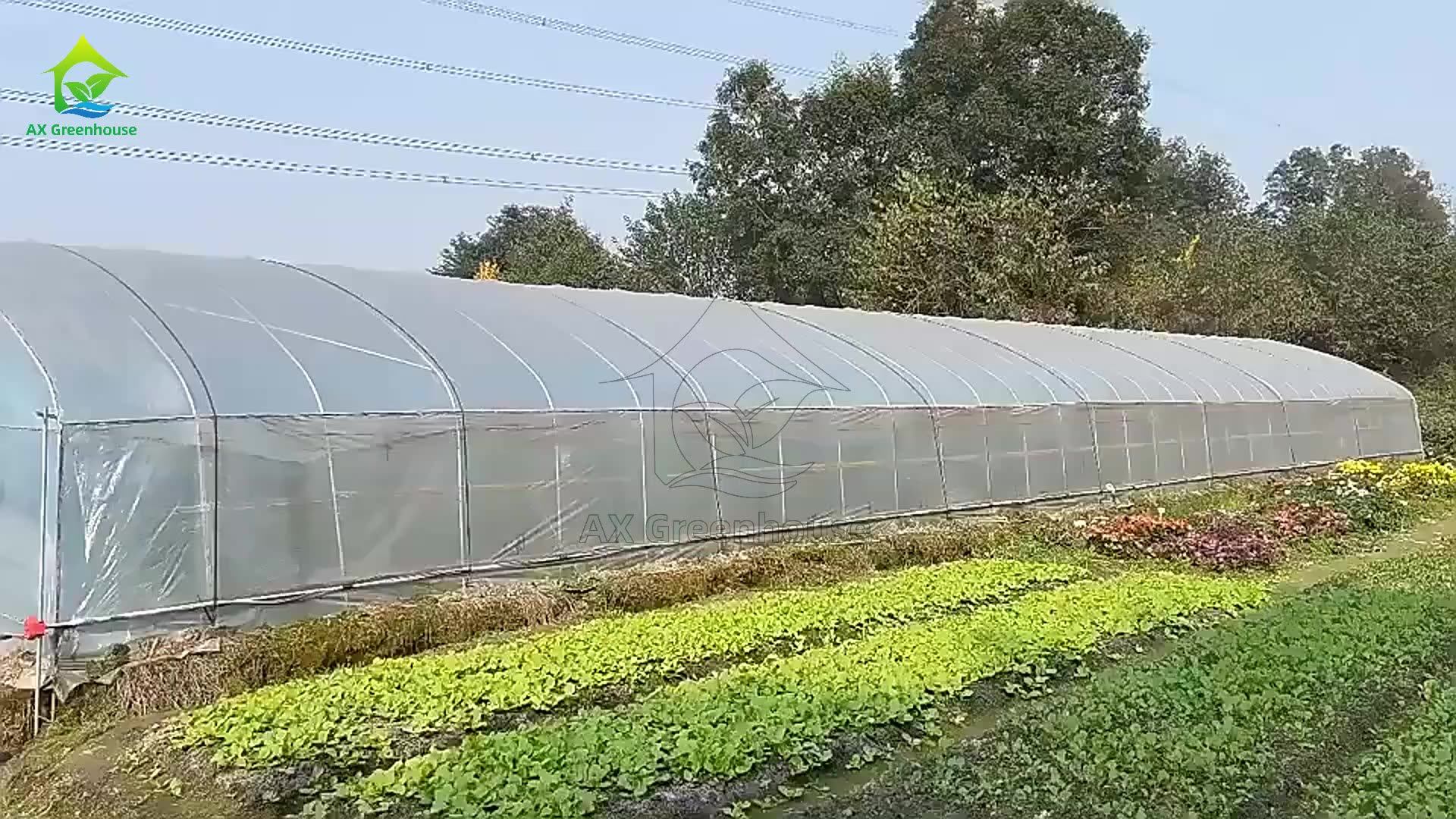 Professional Poly Tunnel Plastic Tomato Farms Greenhouse Complete Kit ...