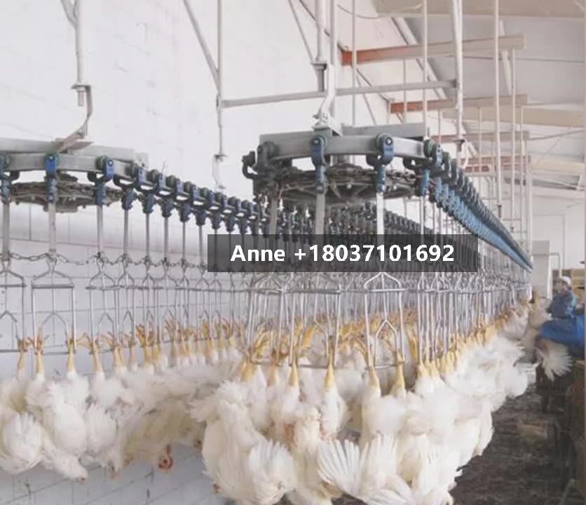 Poultry Chicken Slaughterhouse Slaughter Processing Production Line ...