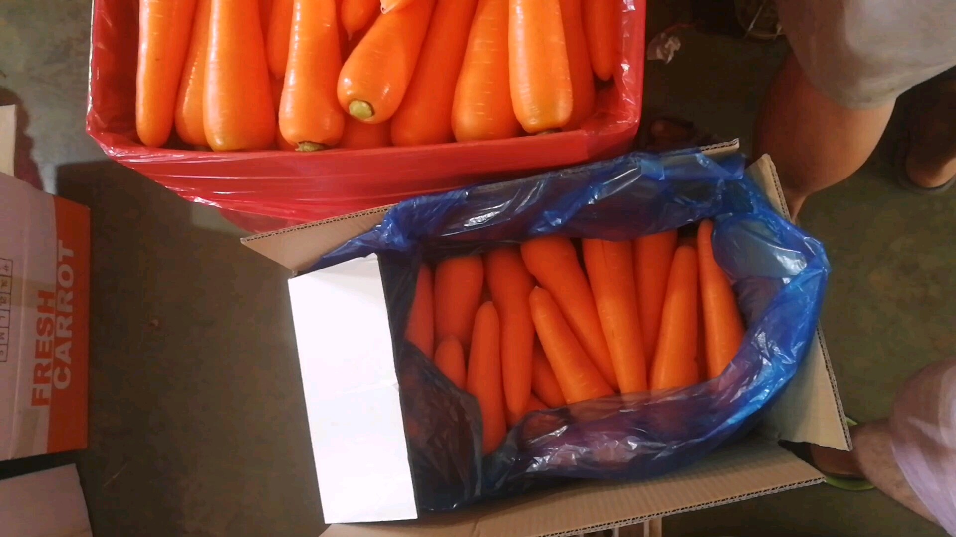 China Highest Quality Carrot For Export - Buy 2019 Highest Quality ...