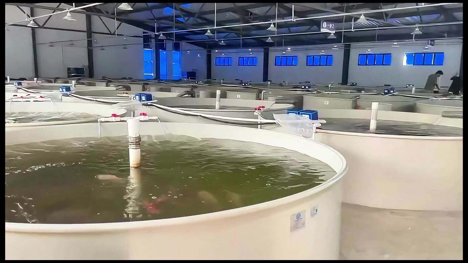 Ras Aquaculture Systems Tilapia Trout Farming Equipment Indoor Fish ...