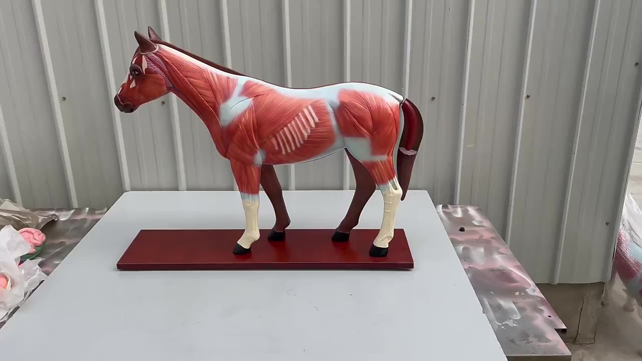 Anatomical Model Of Dog,Pig,Sheep,Cow And Rabbit Heart,Liver,Spleen ...