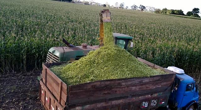 Long Lasting/fermented Corn Silage,Fit For Animal Feed (cattle,Sheep ...