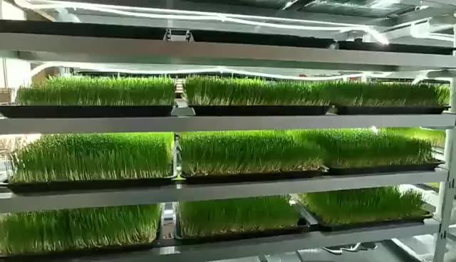 Vertical Farming Automatic Forage Hydroponic Barley Fodder Microgreen ...