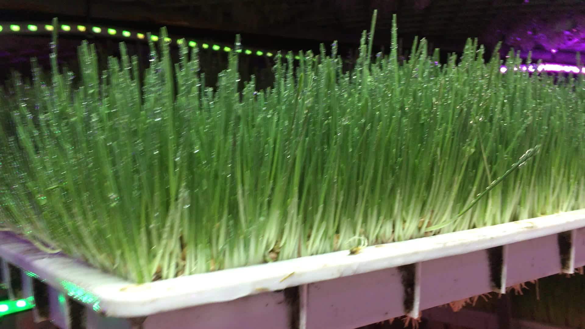 Lyine Automatic Low Cost Barley/wheat Grass Hydroponic Fodder Machine ...