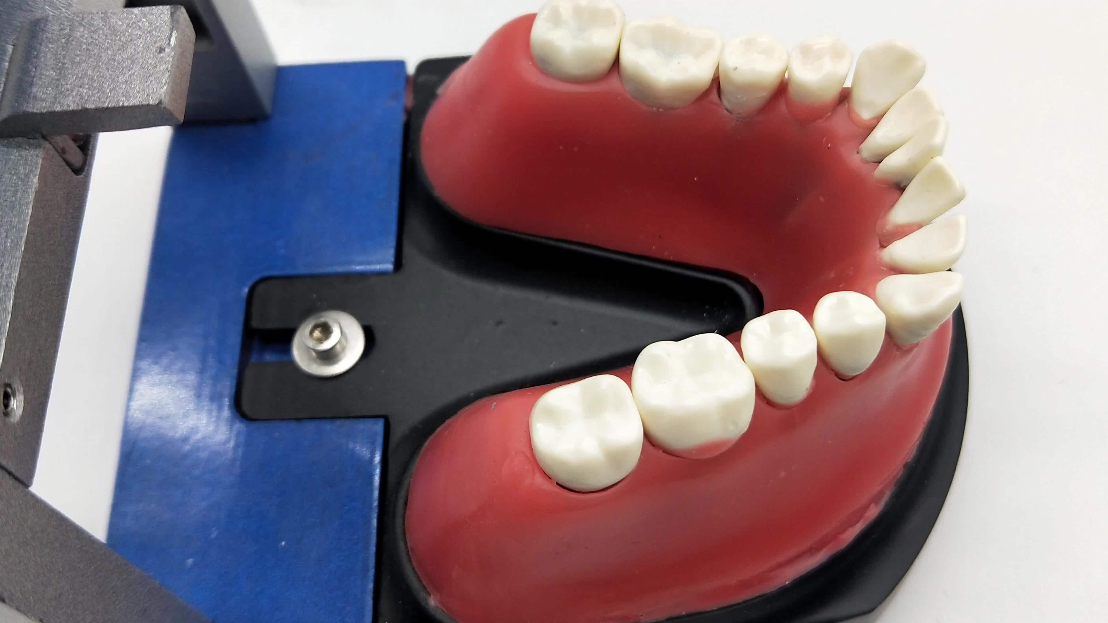 Dental Orthodontic Typodont Study Teeth Model/orthodontic Steel Teeth ...