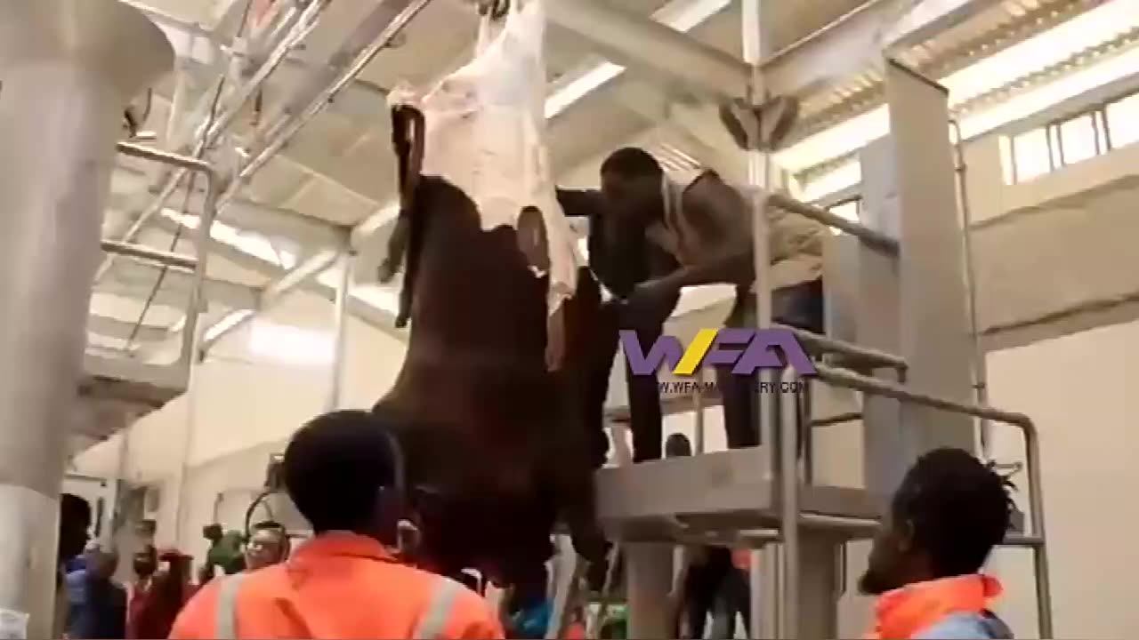 Top Quality Halal Cattle Abattoir Equipment Hand Operated Meat Saw Cow ...