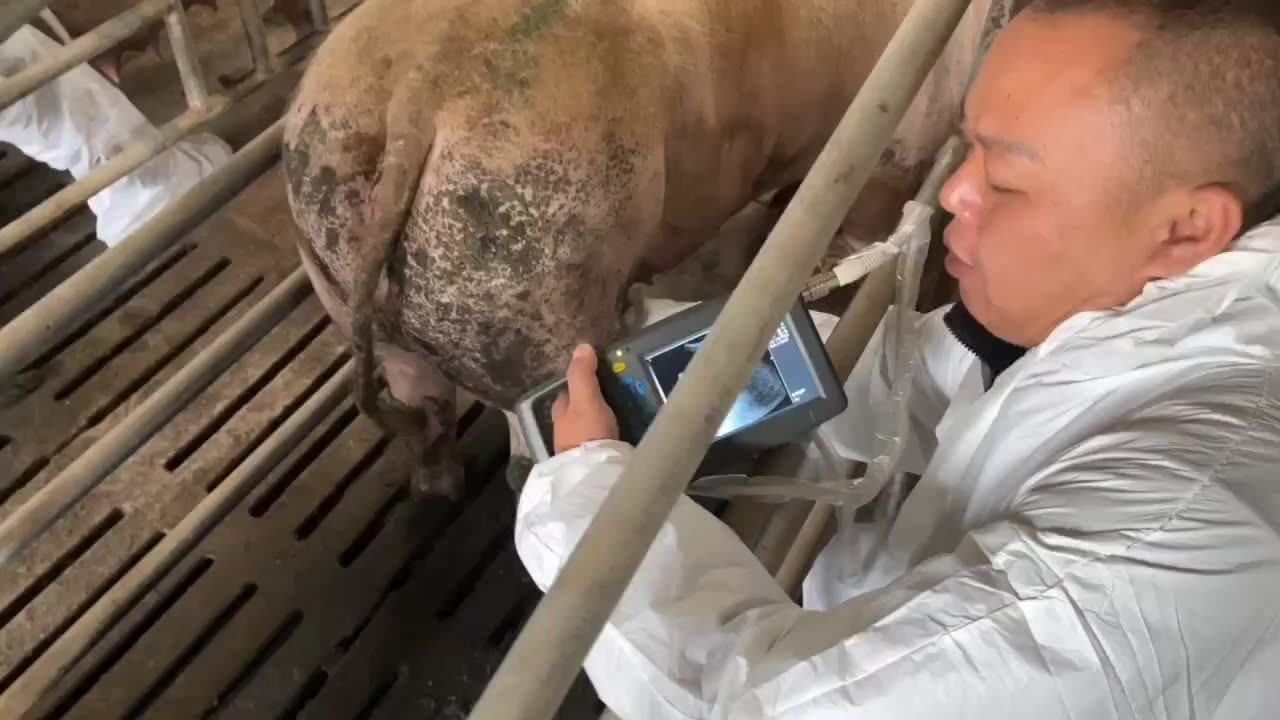 Sheep Portable Sonar Scanner Goat Ultrasound Scanner Sow Vet Pregnancy ...