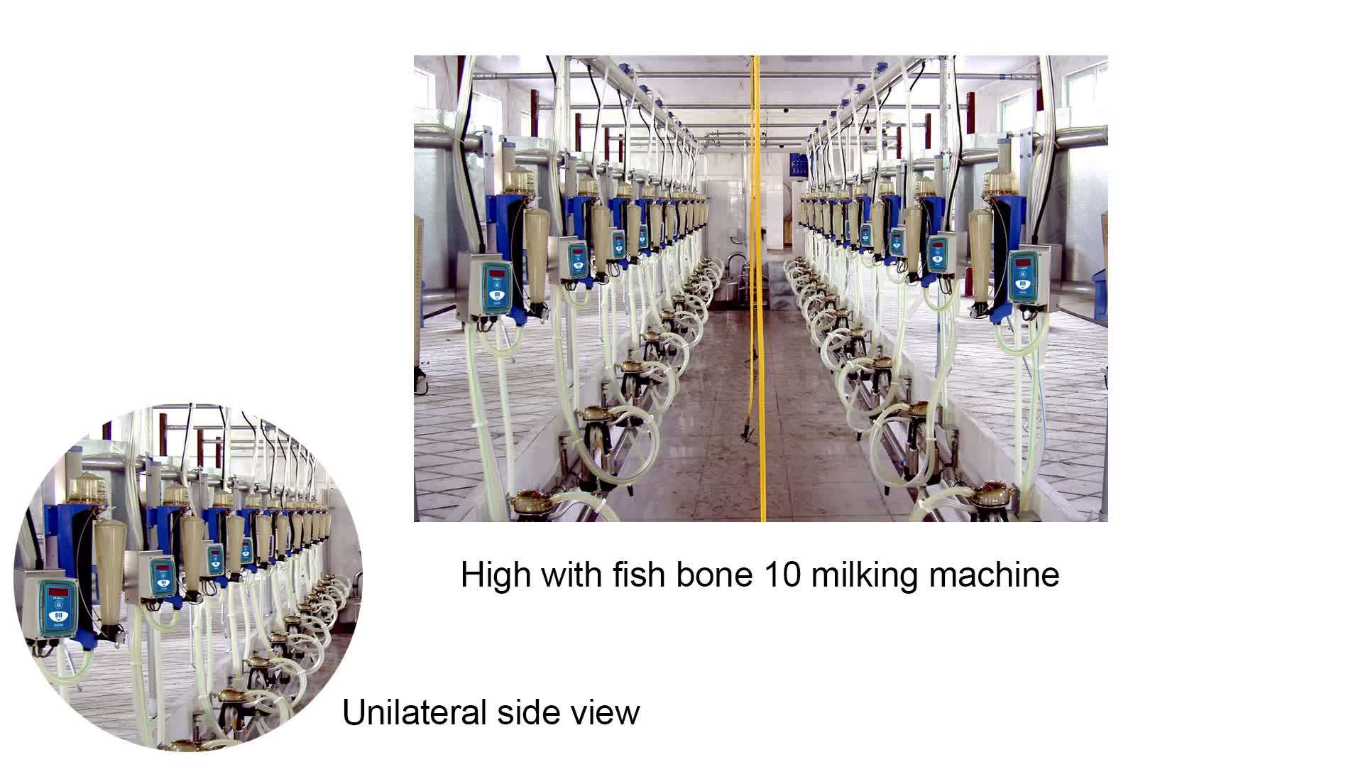 Afimilk System Parallel Herringbone Fish Bone Rotary Nipple Milking ...