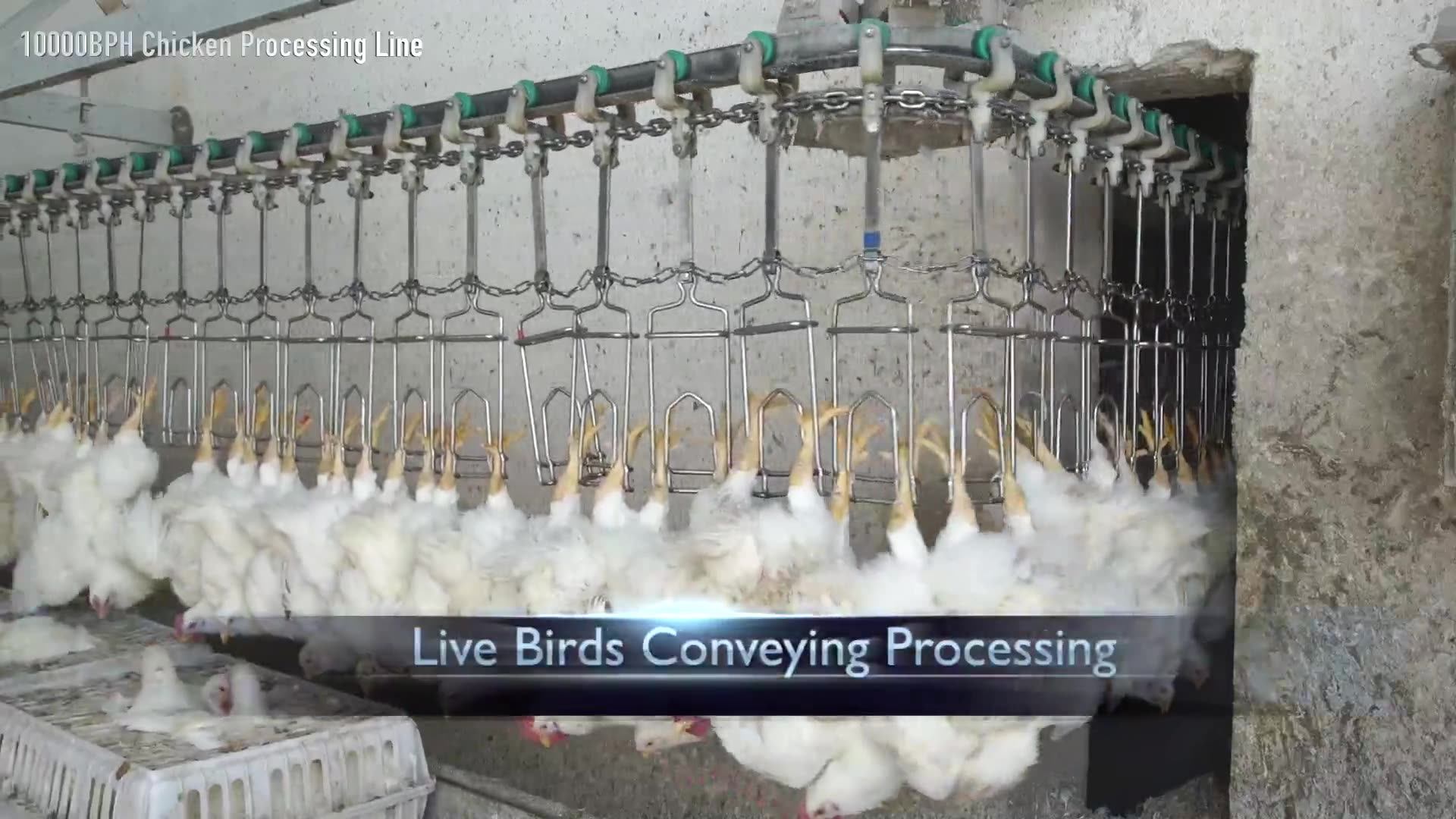 Qingdao Raniche Poultry Chiller Abattoir Poultry Processing Equipment ...