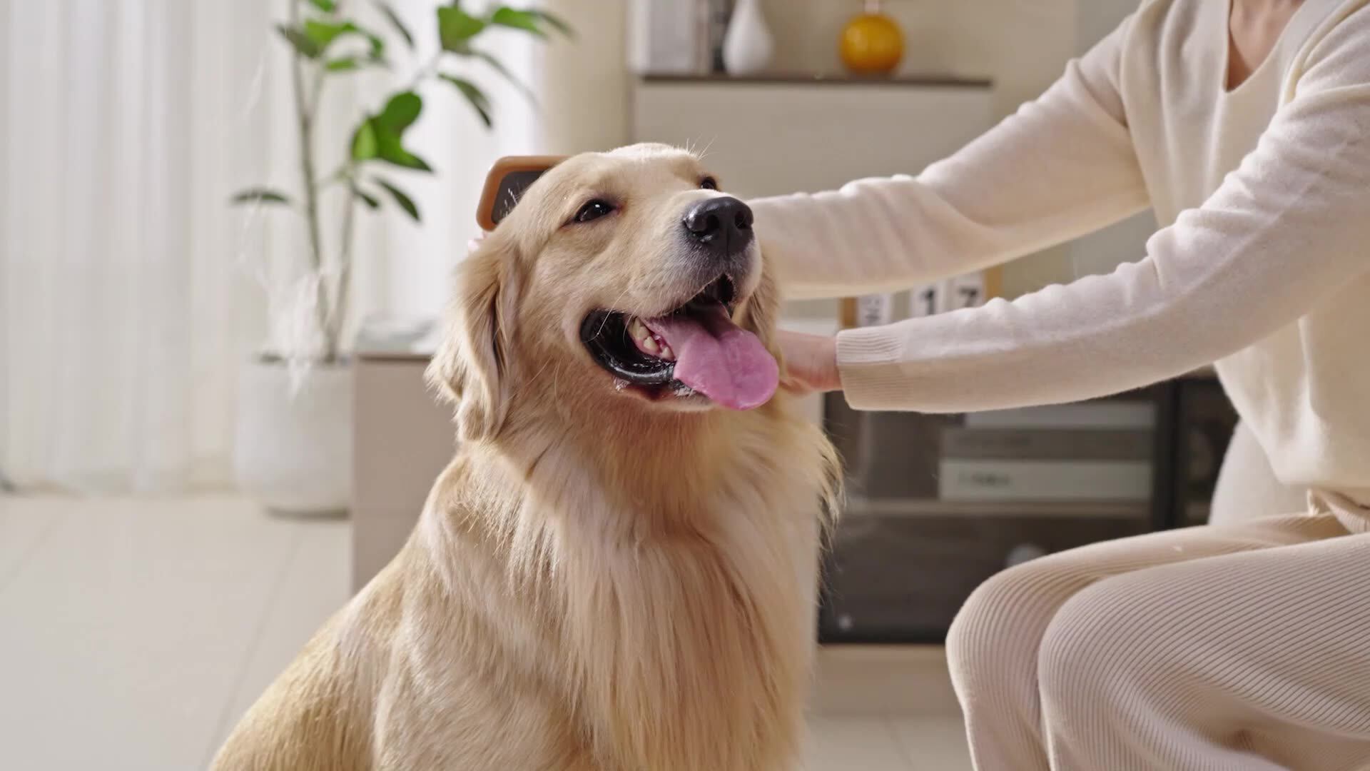 Complete Pet Grooming Kit With Vacuum Cleaner And Hair Brushes For Cat ...