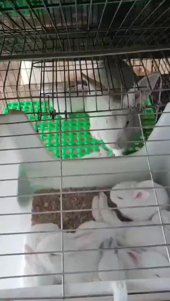 Industrial Breeding Rabbit Cage Factory 3 Or 4 Layer Commercial Rabbit ...