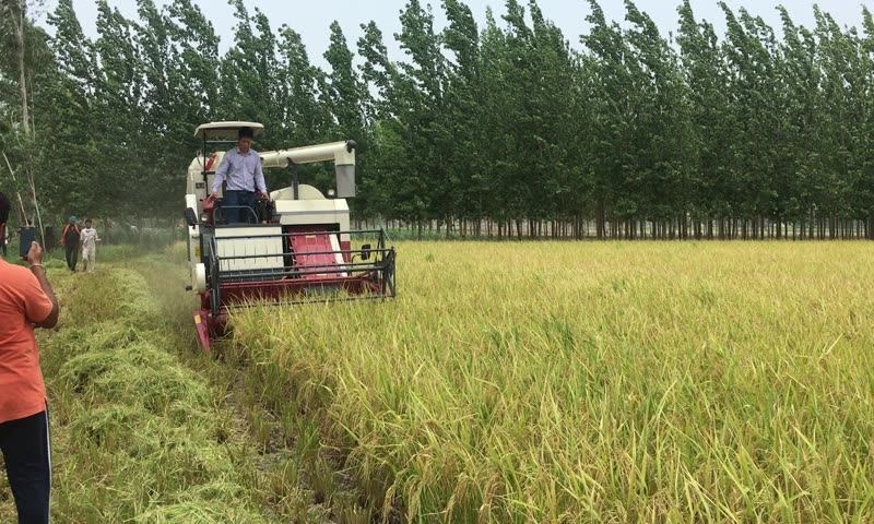 World 4lz-6.0p Ruilong Plus Combine Harvester With Nice Price - Buy ...