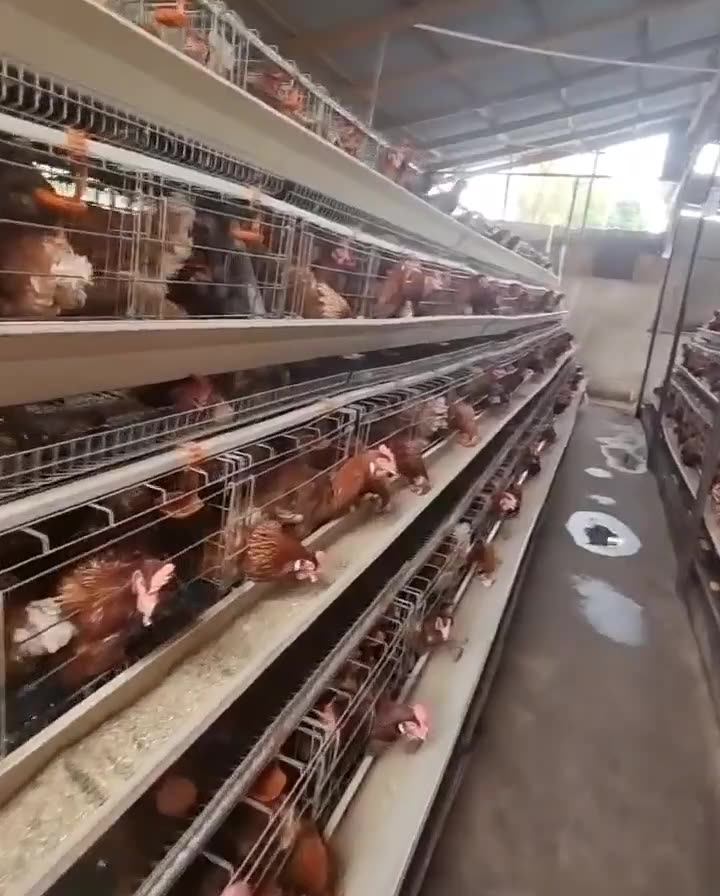 Automatic Chicken Cage With Conveyor Belt Galvanized Chicken Cages ...