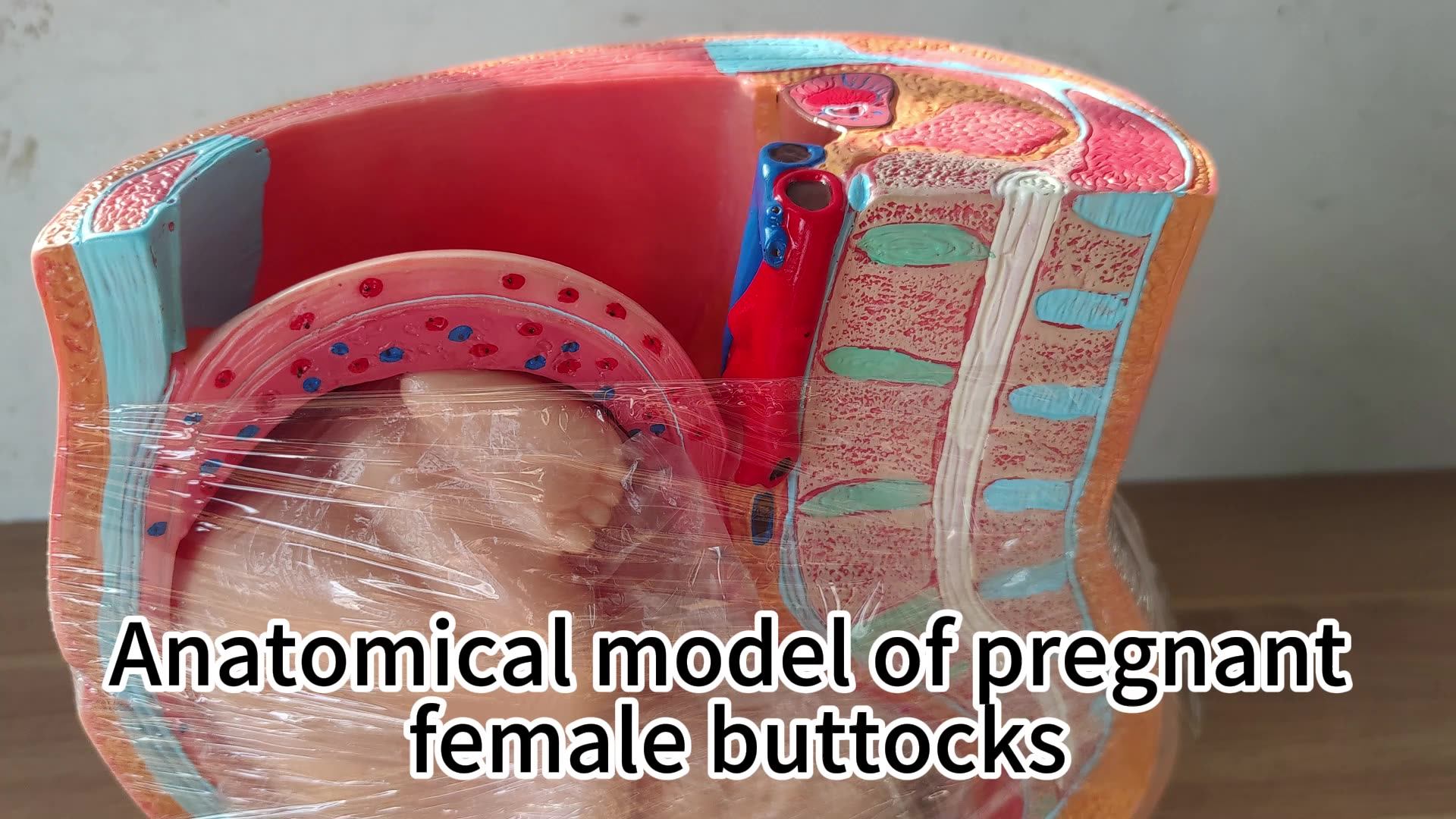Medical Anatomical Pregnant Human Female Pelvis With Pregnancy 9 Months ...