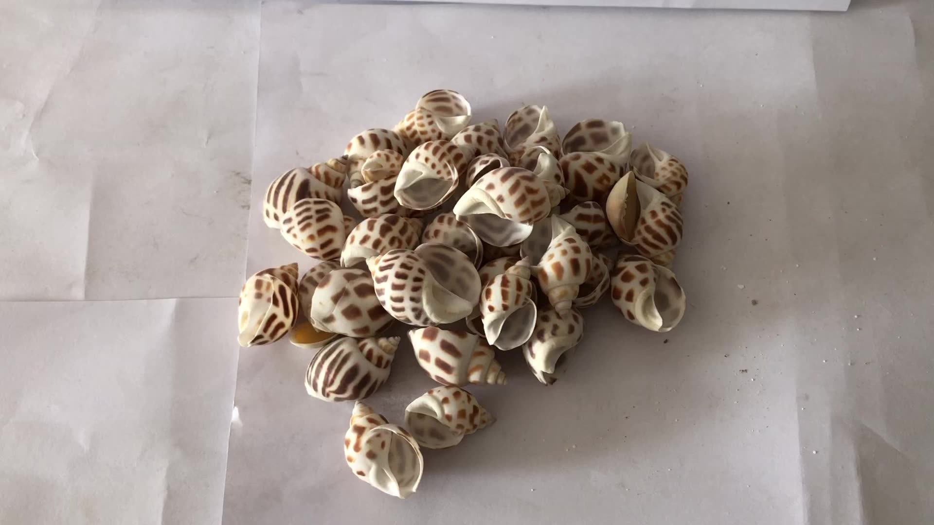 Beach Decoration Natural Mixed Conch Shell Clam Shells For Sale Shell ...