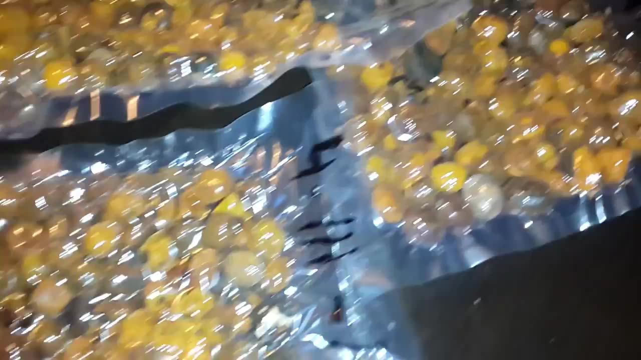 Ox/cow Bladder Gallstones 100% Whole Stones Available Buy Cow Gall ...