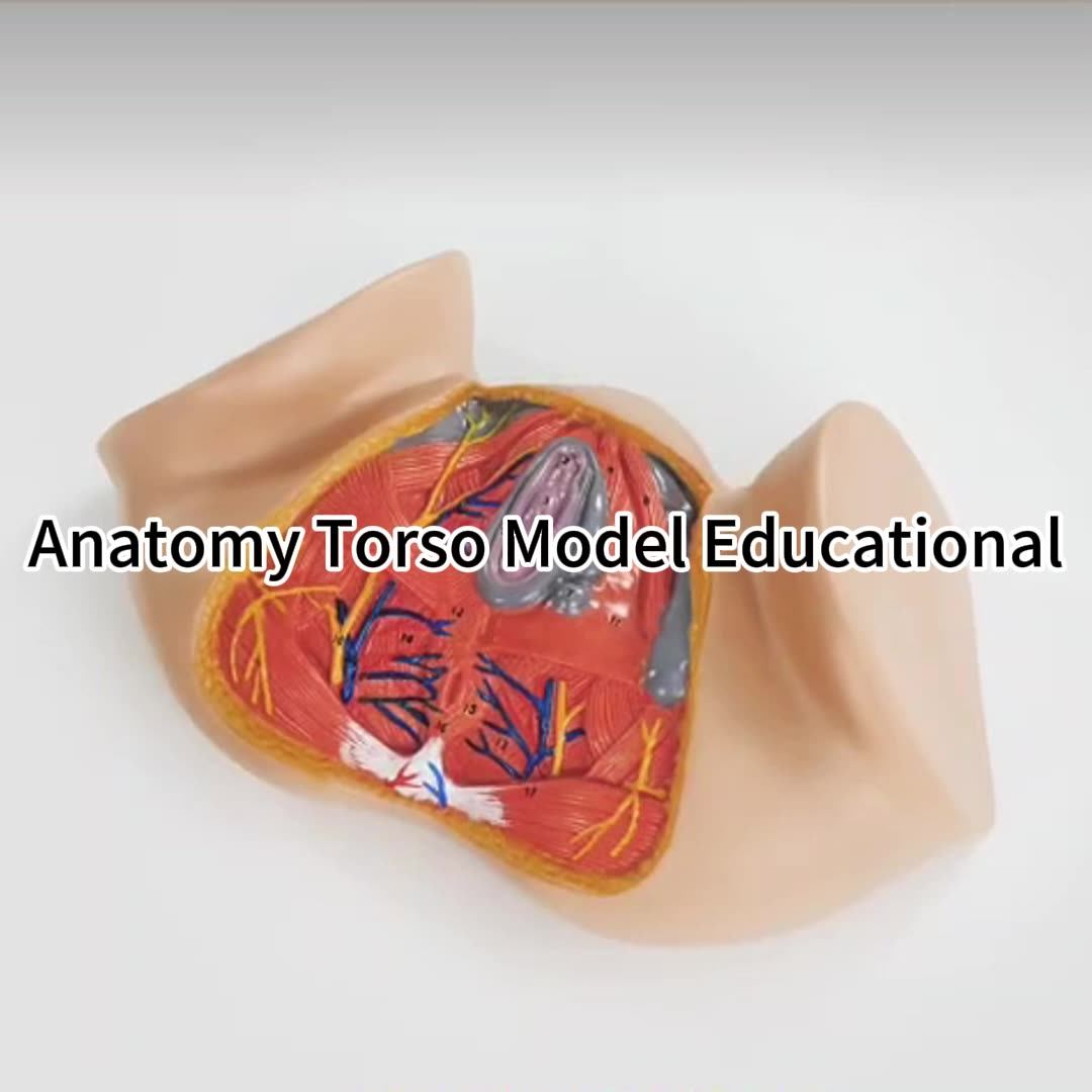 Factory Price Female Vulva Model Plastic Female Genital Organs ...