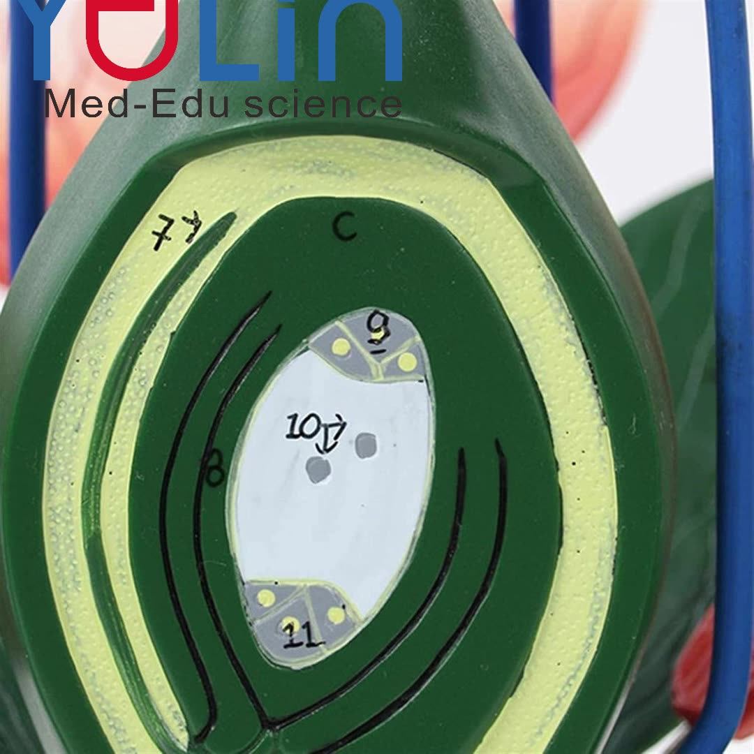 Peach Flower Model Plant Anatomical Model Dicotyledonous Flower ...