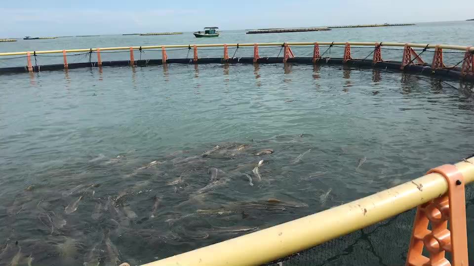 Top Quality Hdpe Aquaculture Floating Fish Cage For Breeding Offshore ...