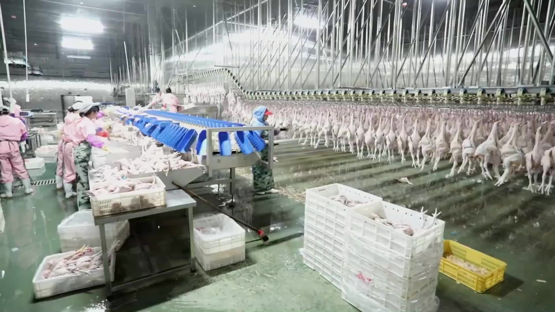 China Industrial Rupfmaschine Plumeuse De Poulet Maquina Para Desplumar ...