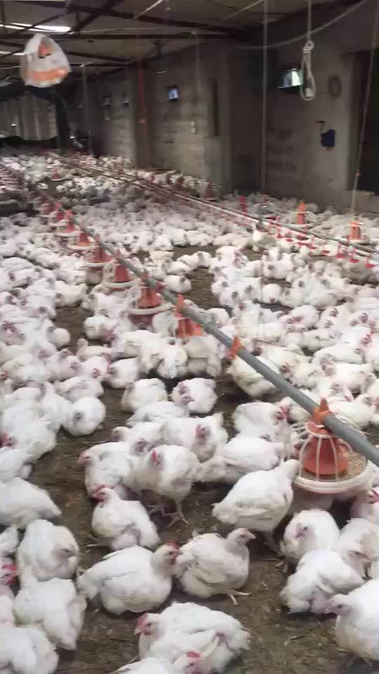 Automatic Controlled Farm Broiler Chicken Parent Stock For Breeder ...