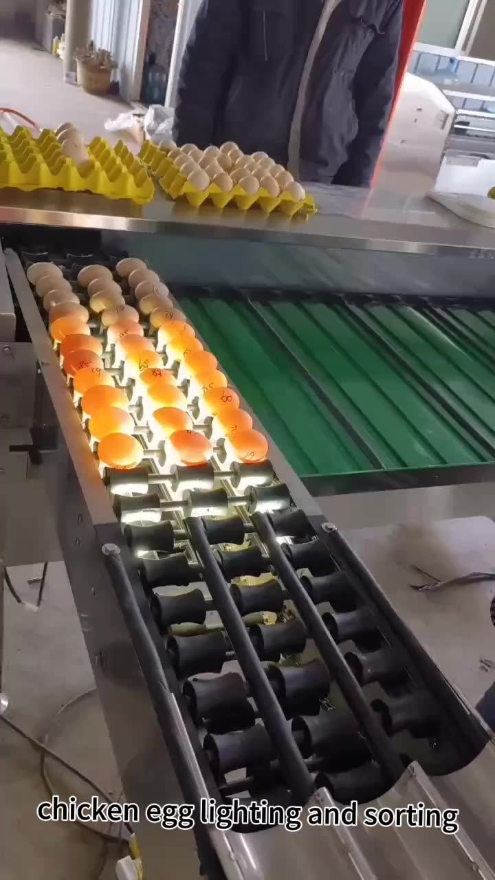 Different Weight Chicken Egg Sorting Machine Egg Sorting And Washing ...