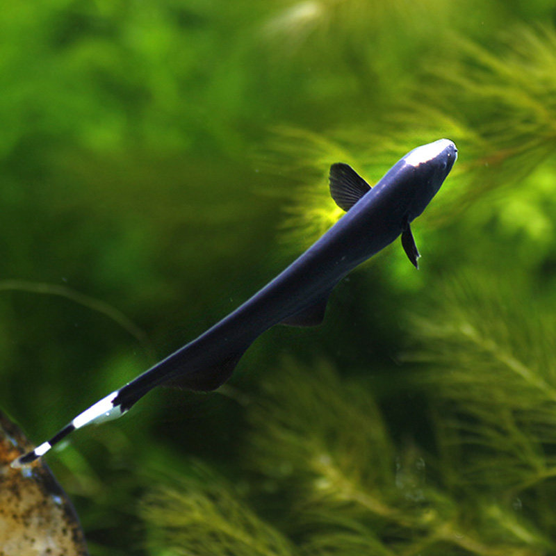 [USD 7.94] Feather Knife Devil Knife Fish Ancient Fish Ornamental Fish ...