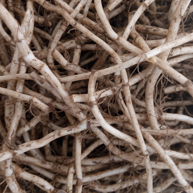 Houttuynia cordata is freshly dug the ear root, the root of the ear ...