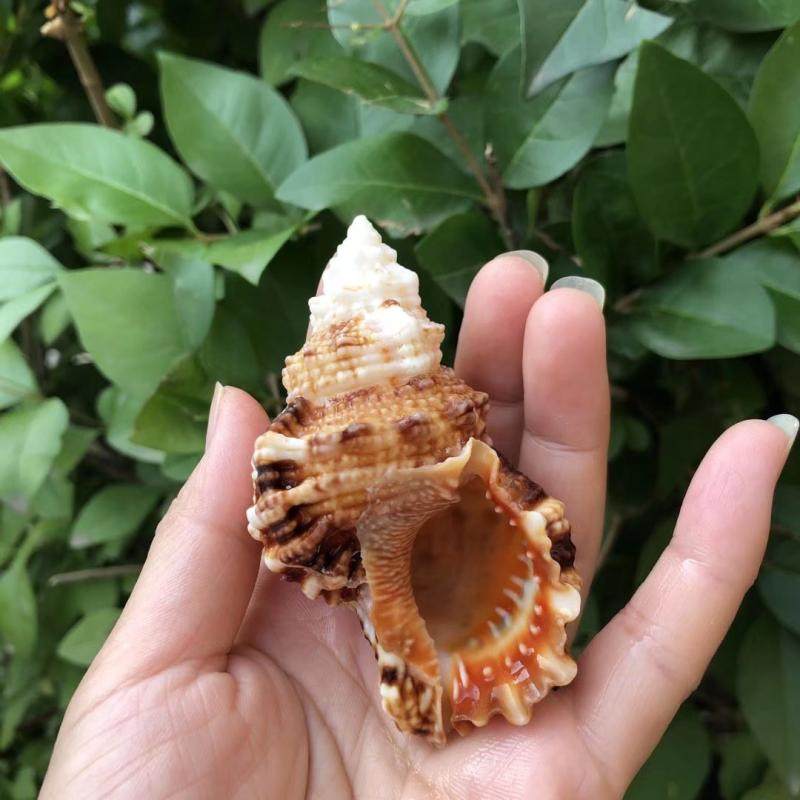 [USD 4.78] Natural Shell Conch Nail Snail Conch Golden Spiral Frog ...