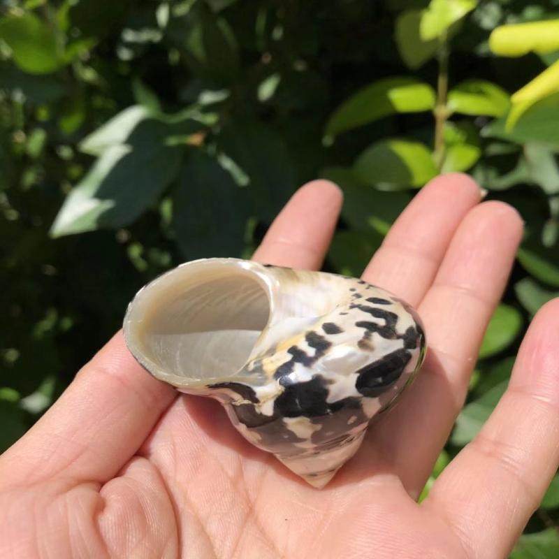 [USD 7.73] Natural conch shell black diamond, South Africa, new conch ...