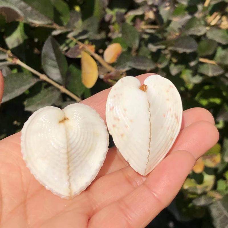 [USD 4.67] Natural Seashell Conch Heart Clam Heart Clam Heart Seven ...
