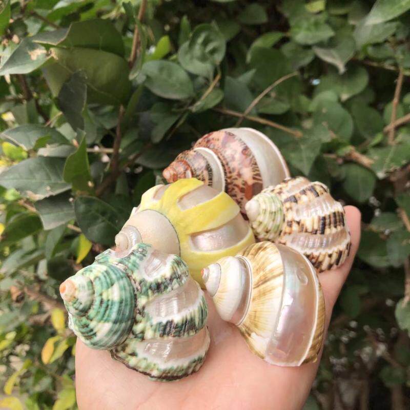 [USD 5.70] Natural Shell Conch Avocado Snail-Taobao - Wholesale from ...