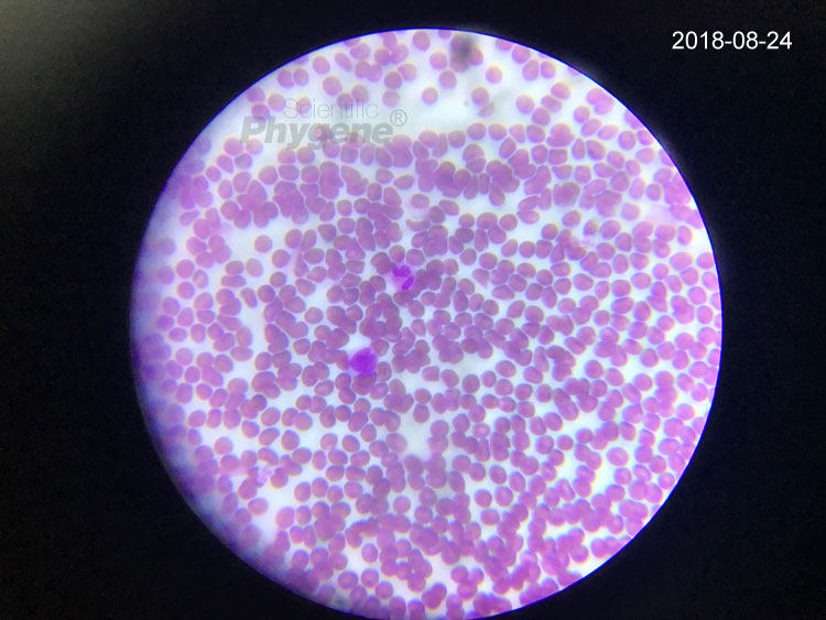 迪夫快速染色液 Diff-Quik 迪夫染色固定液 [PH1057 PHYGENE]-阿里巴巴