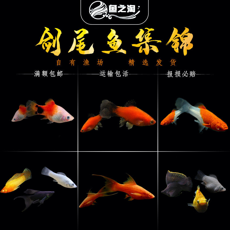 Swordtail fish red swordfish moonlight fish peony fish Mary tropical ...