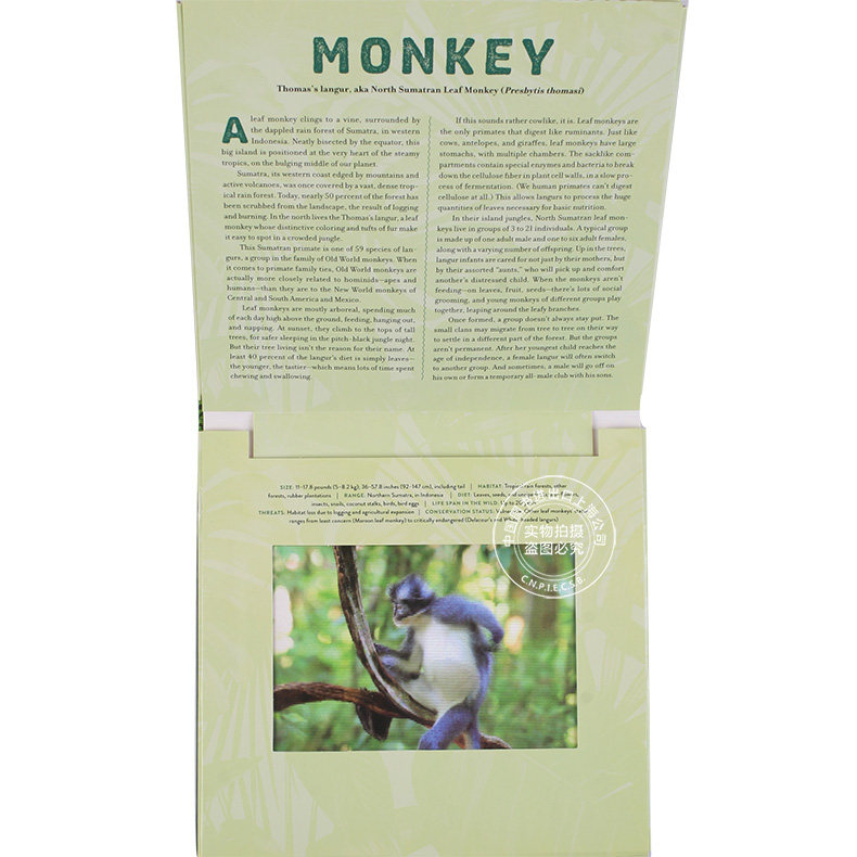 🌟预售揭秘！英文原版《Jungle: A Photicular Book》带你走进会动的森林世界🌈-科普读物/自然科学/技术类原版书-淘宝好物网