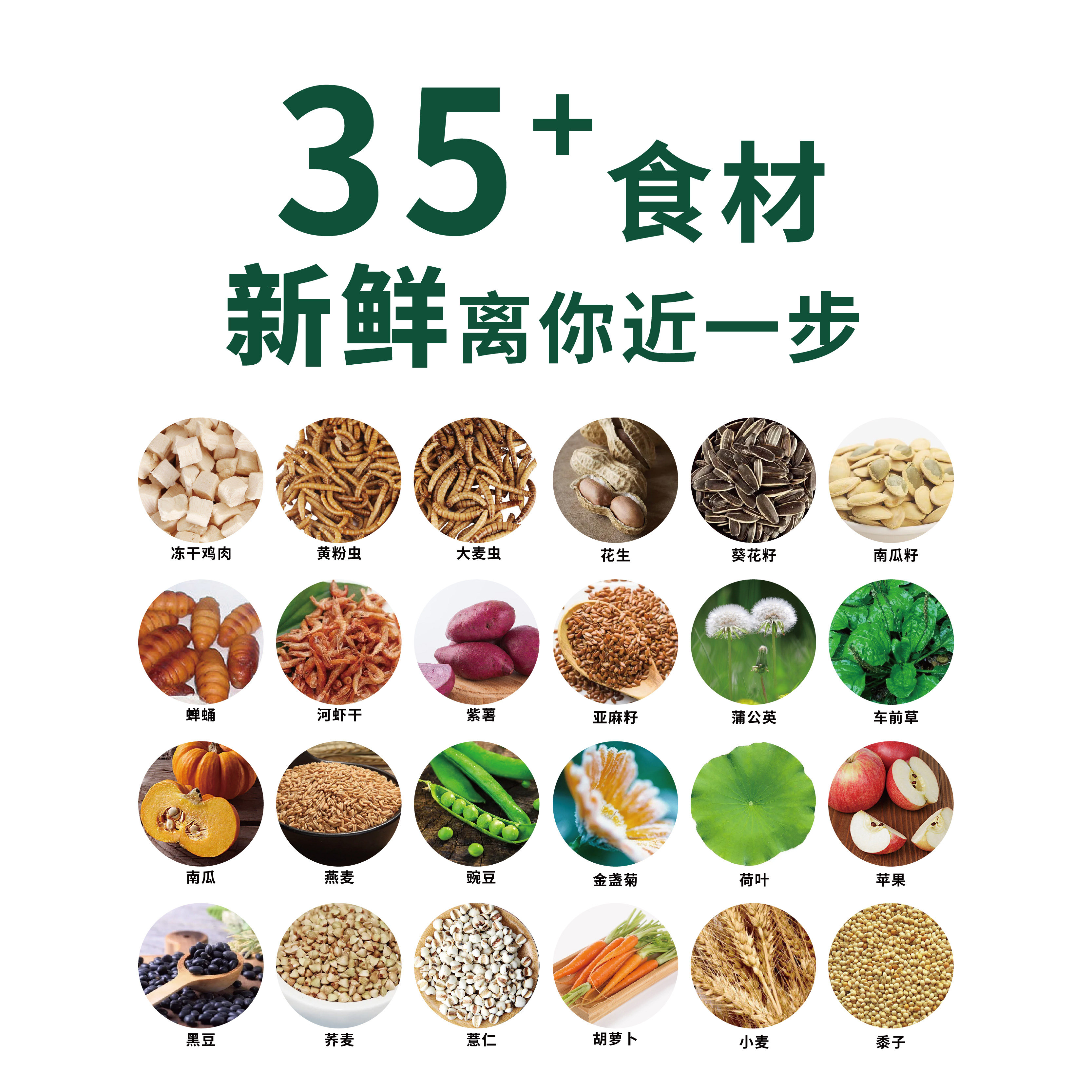 American Pro Pure Hamster Grain Mazuri Mazuri Mazuri Co-Factory Hamster ...