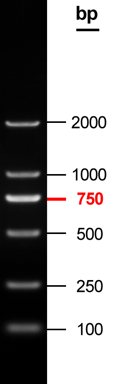 上海捷瑞 D2000 250bp-I DNA Marker / D2000 DNA Ladder（可批發