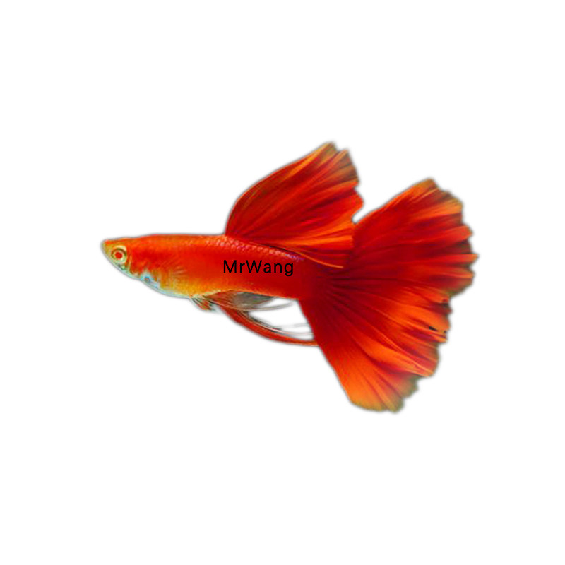 Hard-backed red White seed peacock fish tropical fish anchovy small ...