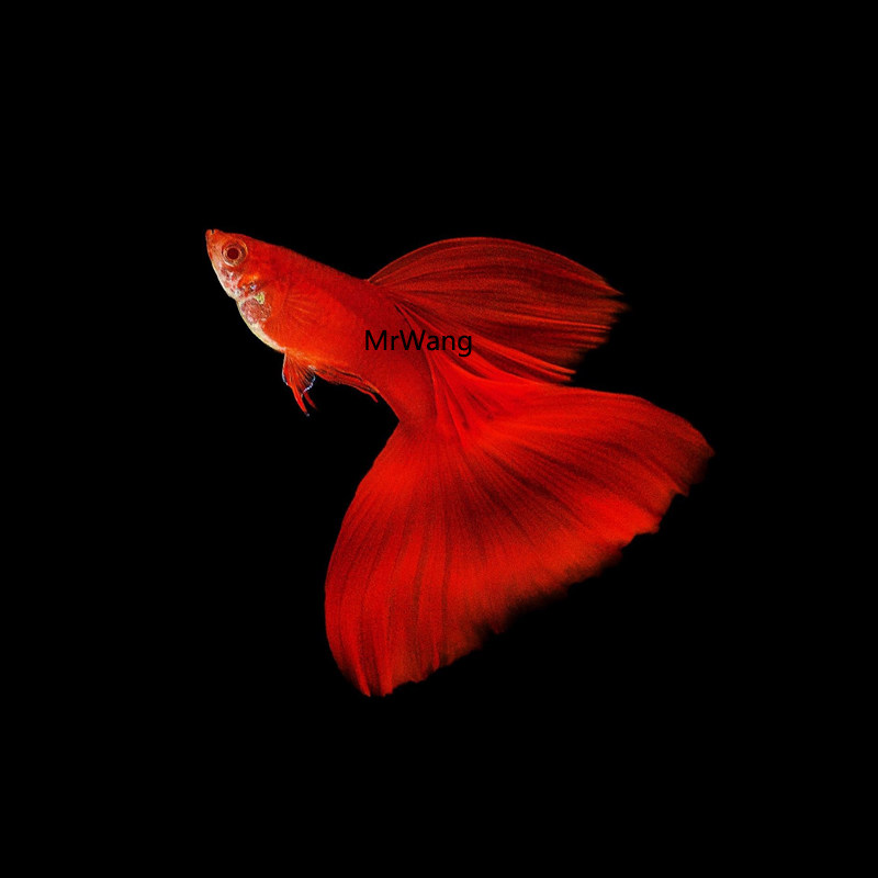 Hardback blood red and white peacock ornamental fish tropical fish ...