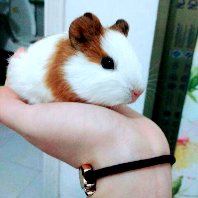 Home breeding pet, Dutch pig, food, live baby