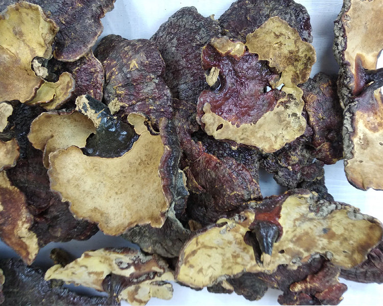 Yunnan Deep Mountain Red Ganoderma Lucidum Pure wild Ganoderma Lucidum ...