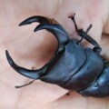 甲虫直销