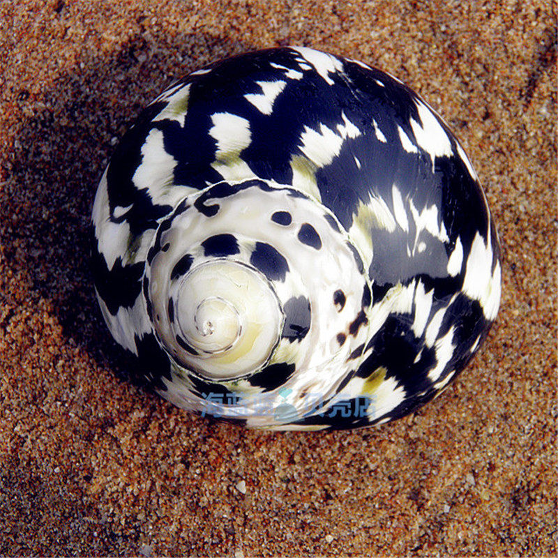 South African salamander snail black King Kong 6-7CM natural shell ...