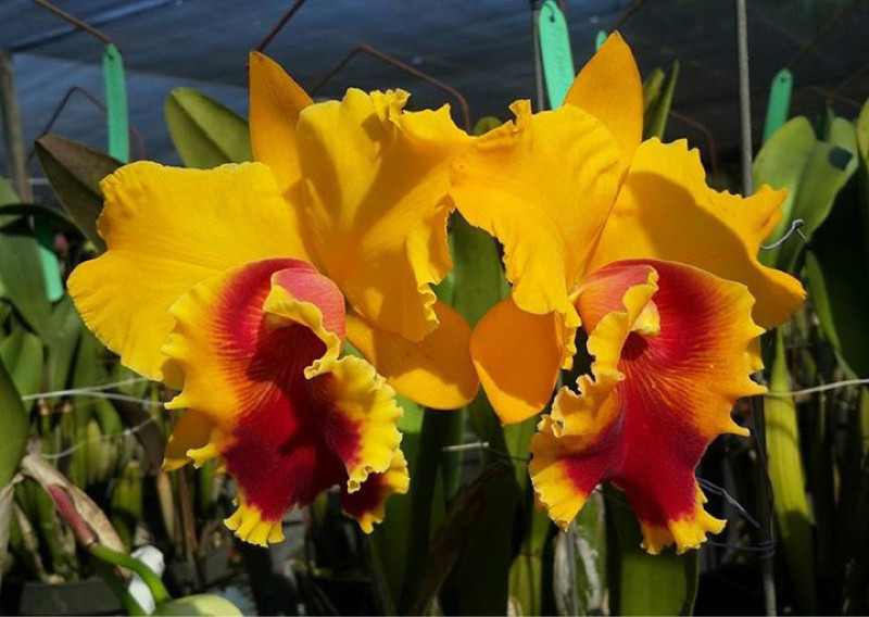 [USD 48.13] Wigran Rlc Chan Hsiu Gold Gold Golden Fuji Classic Big ...