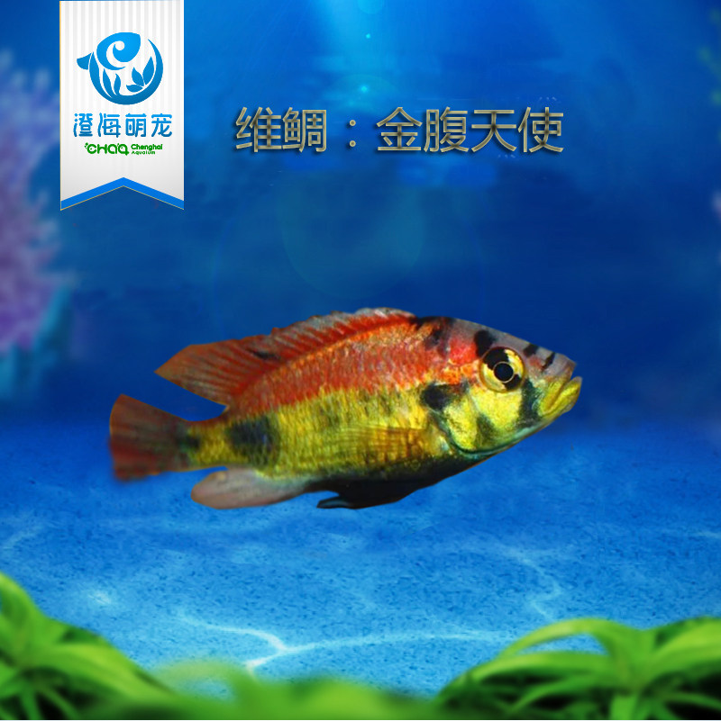 [USD 6.88] Three Lakes Cichlid F1 Horseradish Fire Redback Angel Salmon ...