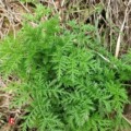 四川特产以及野生中草药药材