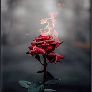 不止玫瑰调香室