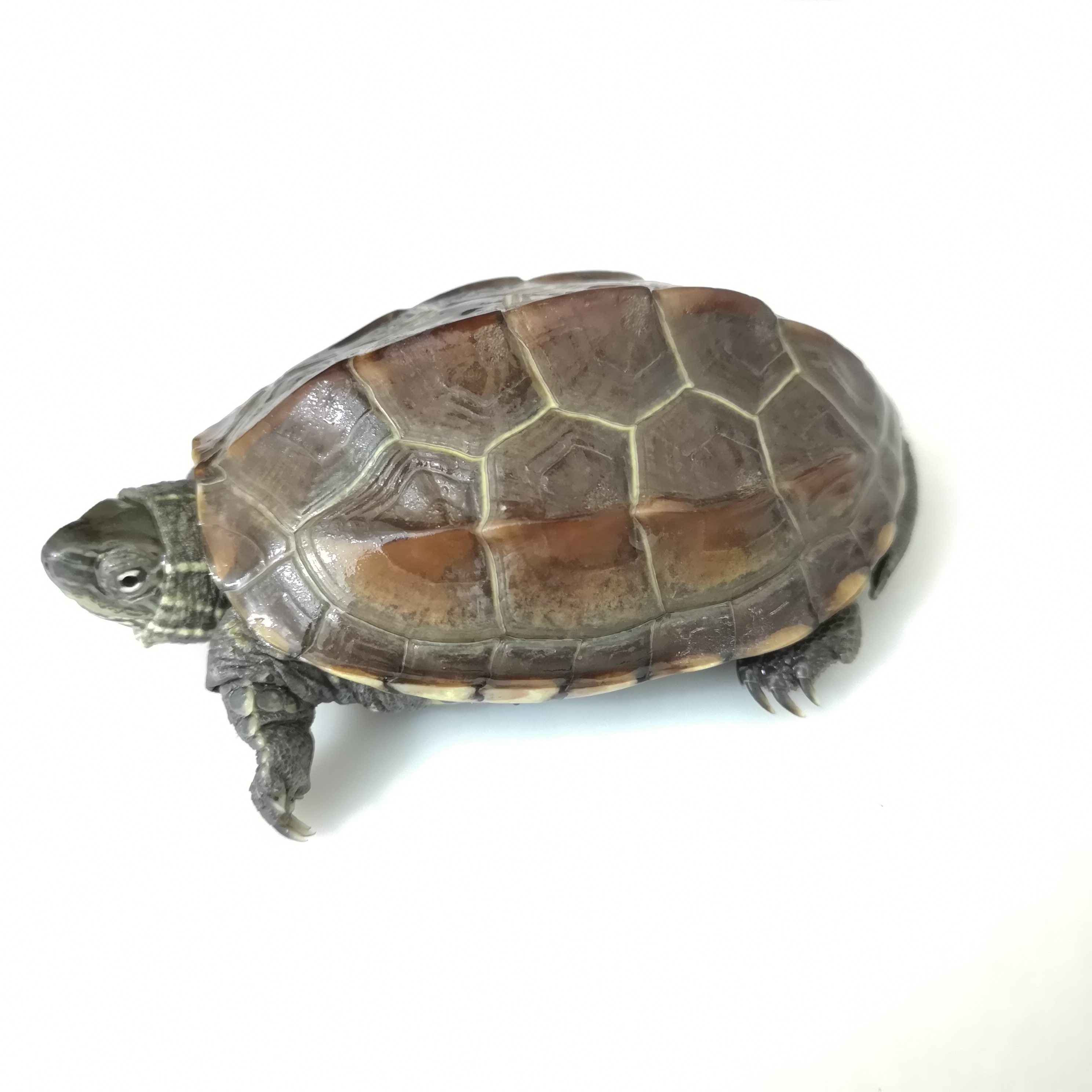 Live Tortoise Chinese Grass Tortoise Wai Tang Grass Tortoise Small ...