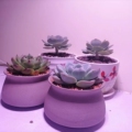 智能植物补光灯